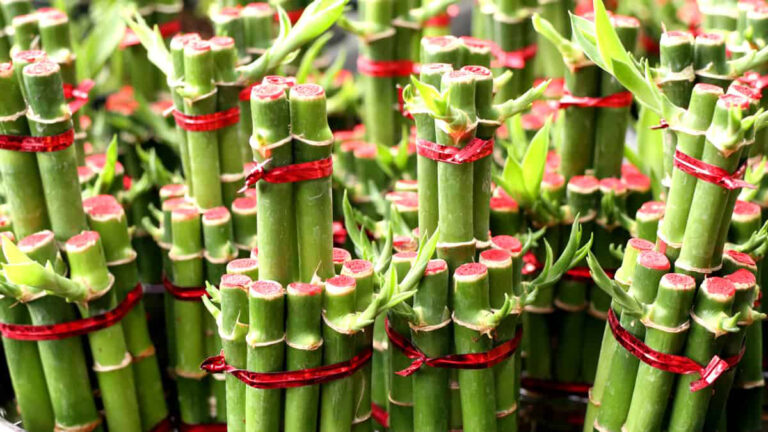 Bambu da Sorte para atrair prosperidade para sua casa e empresa
